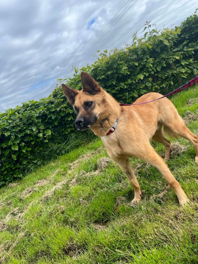 George - Unknown / Mixture - Little China Dog Rescue