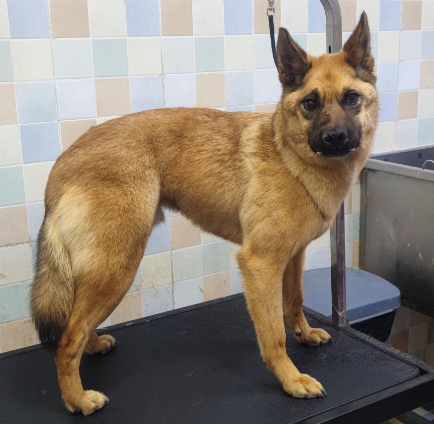 George - Unknown / Mixture - Little China Dog Rescue