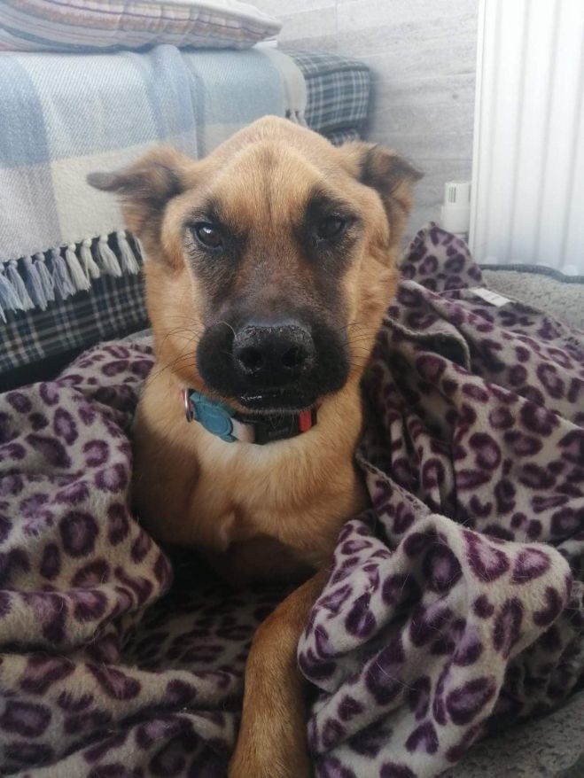 George - Unknown / Mixture - Little China Dog Rescue