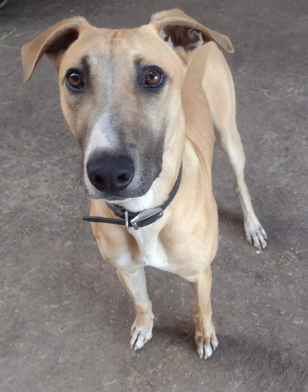 Dobbie - Lurcher - Pet FBI Rescue