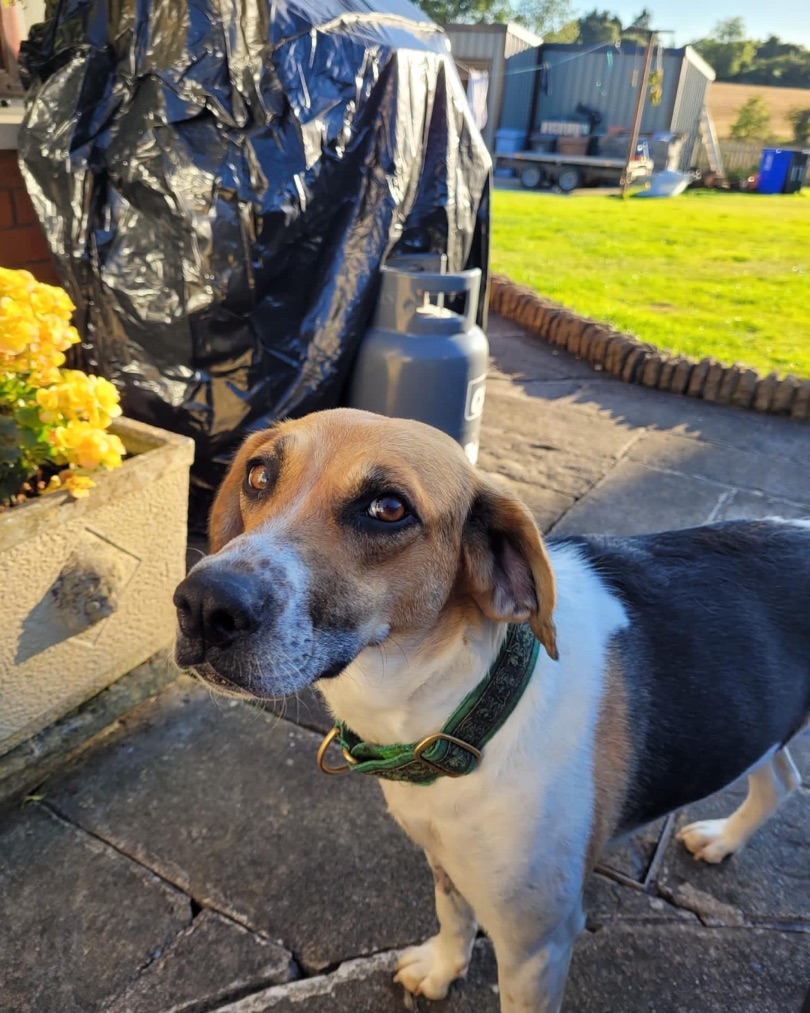 Fern - Beagle - Little China Dog Rescue