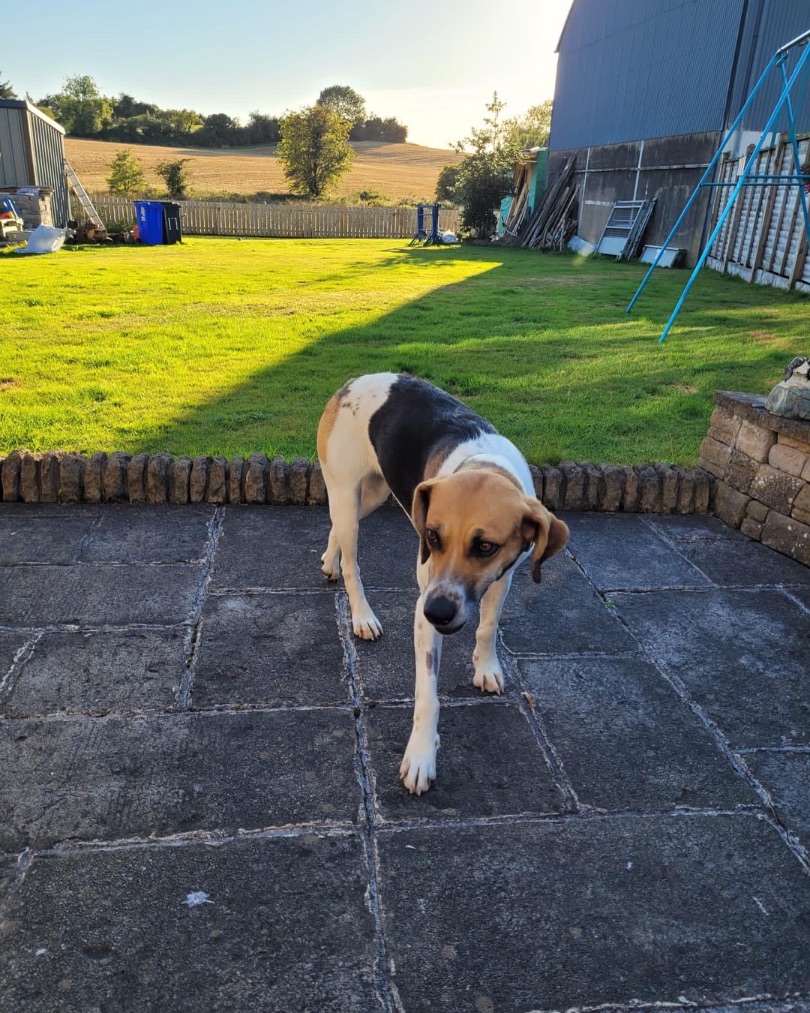 Fern - Beagle - Little China Dog Rescue