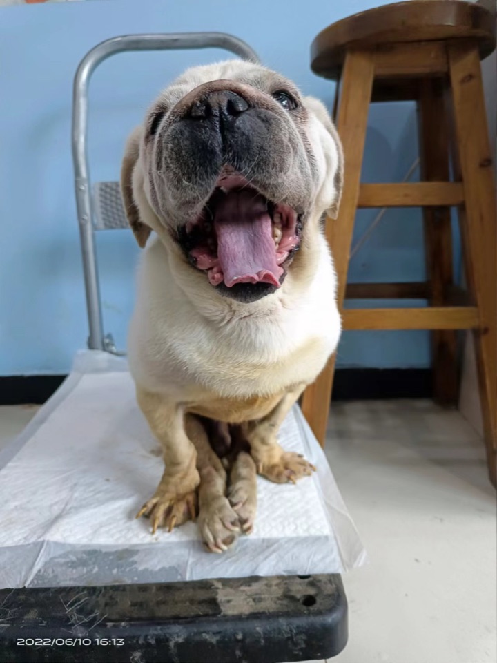 Binks - Pug - Little China Dog Rescue