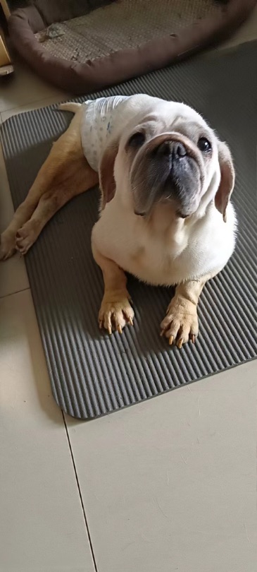 Binks - Pug - Little China Dog Rescue