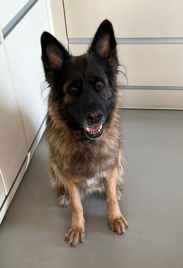 Jemmia - German Shepherd - Little China Dog Rescue