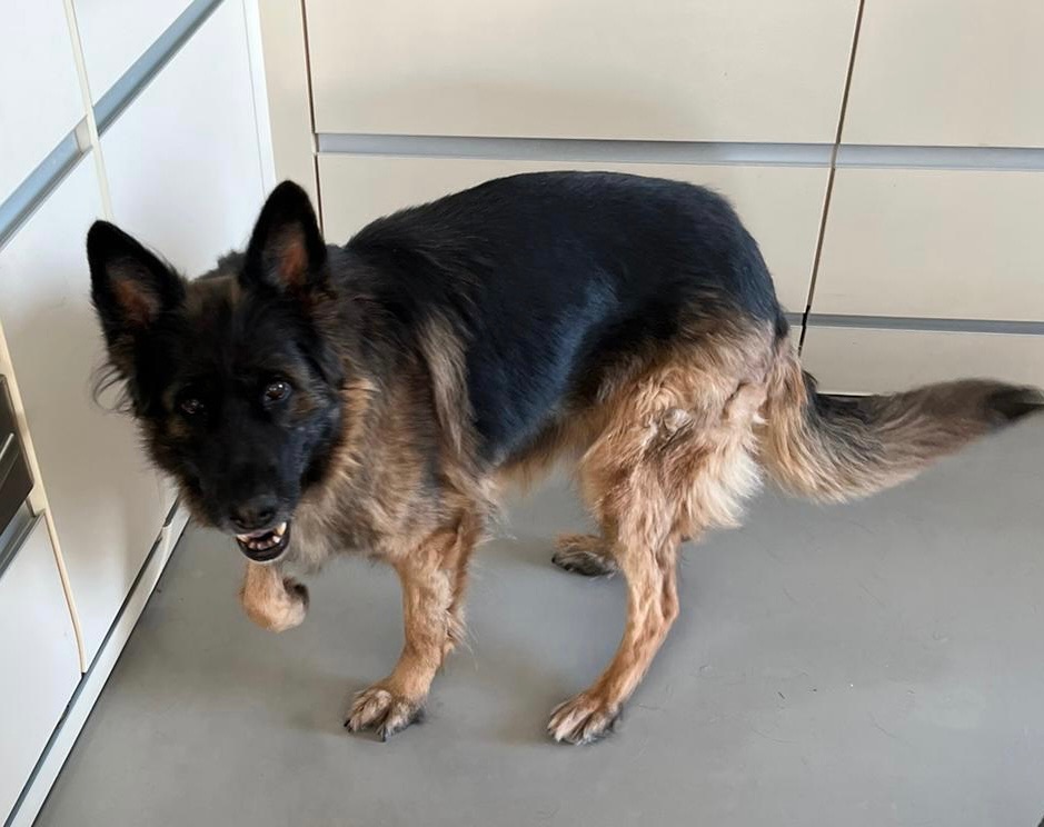 Jemmia - German Shepherd - Little China Dog Rescue