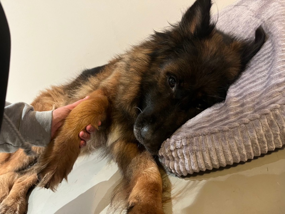 Jemmia - German Shepherd - Little China Dog Rescue