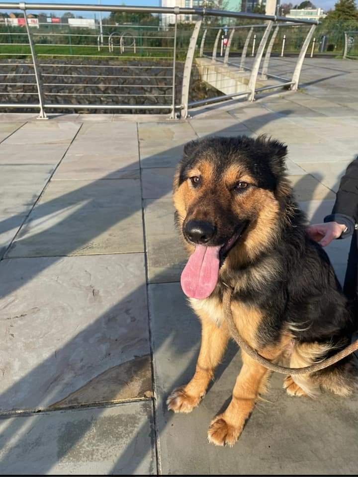 Brittany - German Shepherd - Pet FBI Rescue