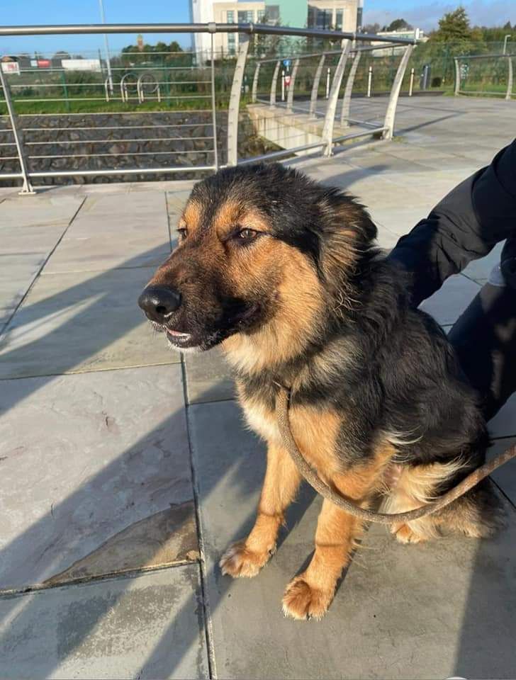 Brittany - German Shepherd - Pet FBI Rescue