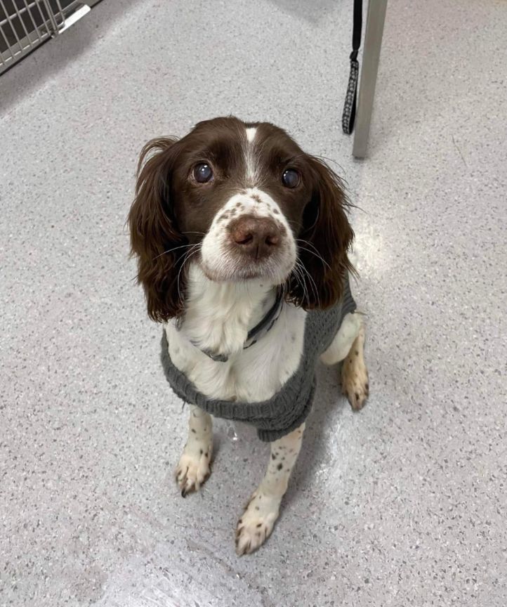 Jessie - Springer Spaniel - Friends Of Rescue NI