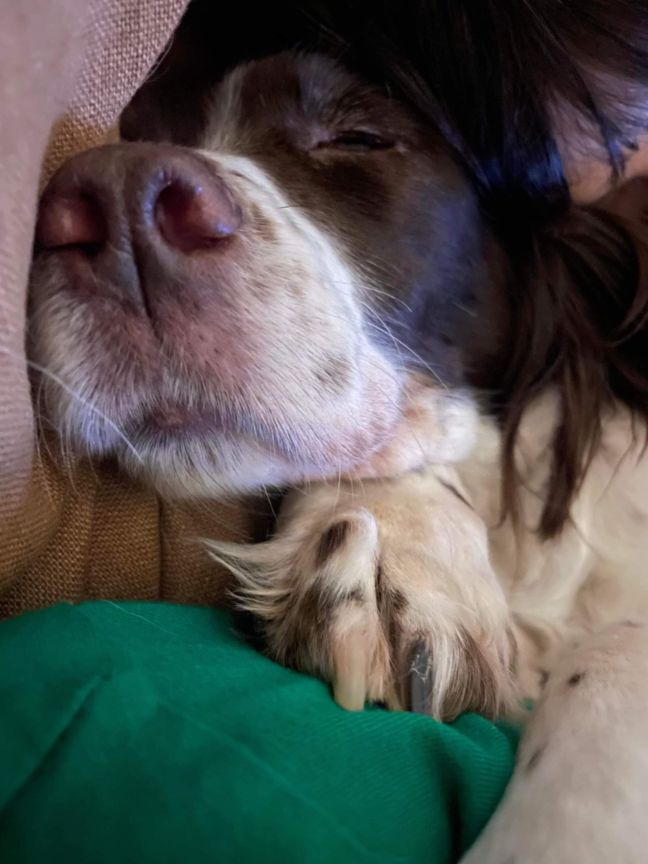 Jessie - Springer Spaniel - Friends Of Rescue NI