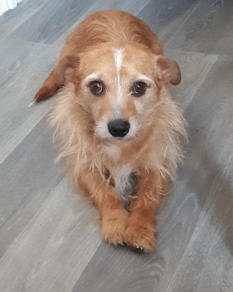 Terry - Terrier - Pet FBI Rescue