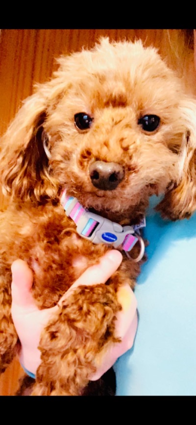 Nora - Poodle - Little China Dog Rescue