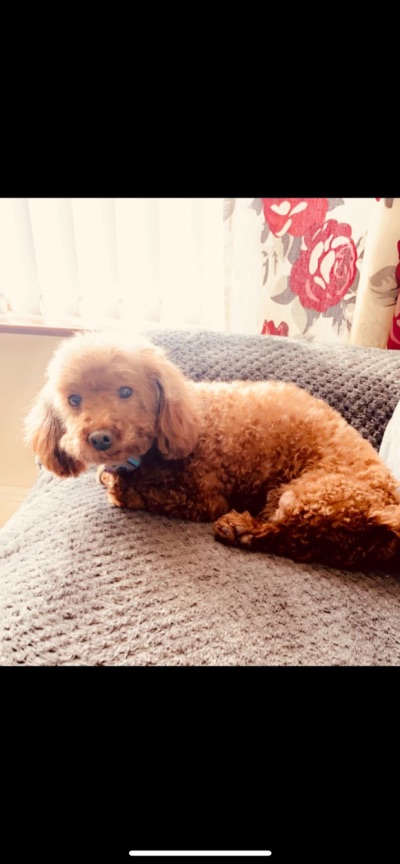 Nora - Poodle - Little China Dog Rescue