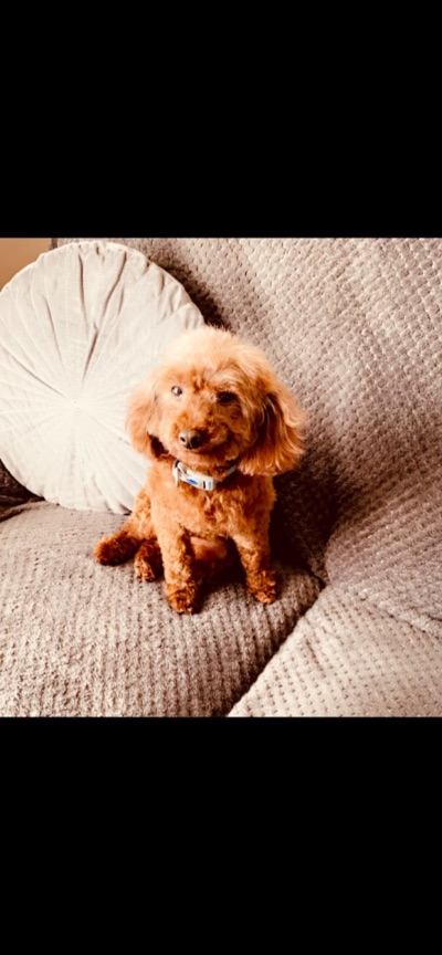 Nora - Poodle - Little China Dog Rescue