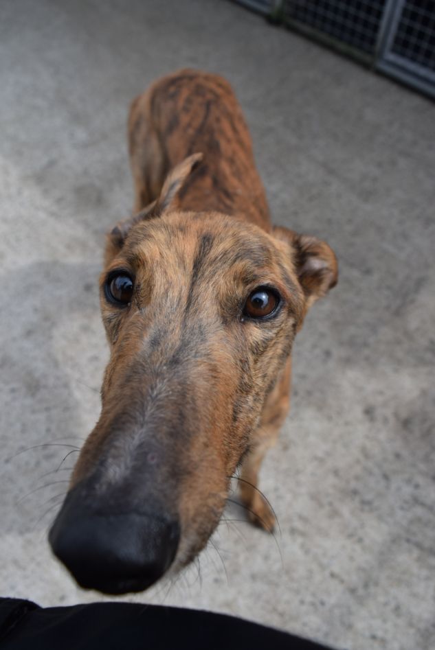 Rocker - Greyhound - Paws and People