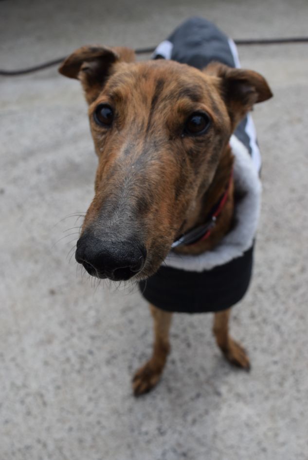 Rocker - Greyhound - Paws and People