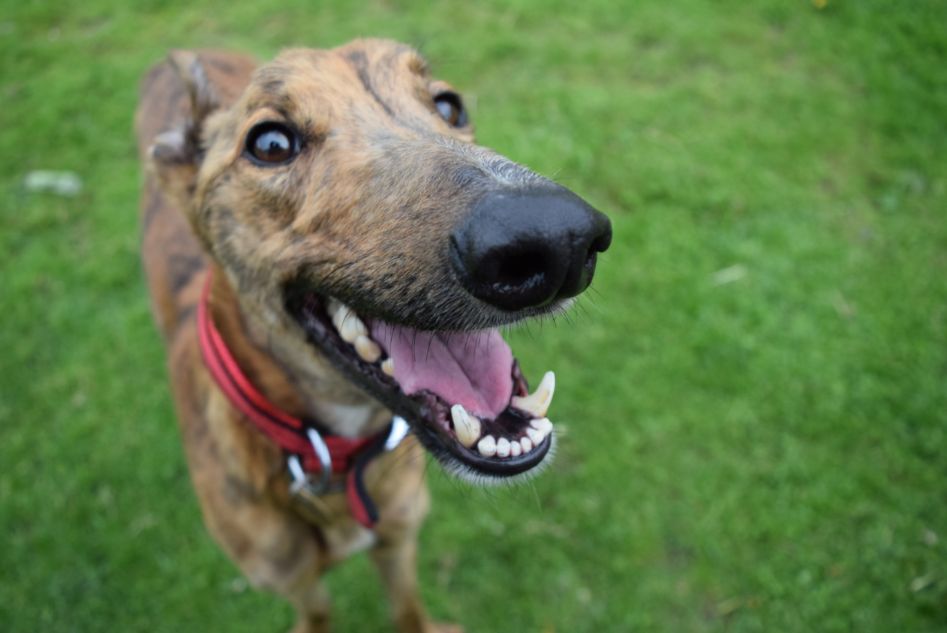 Rocker - Greyhound - Paws and People