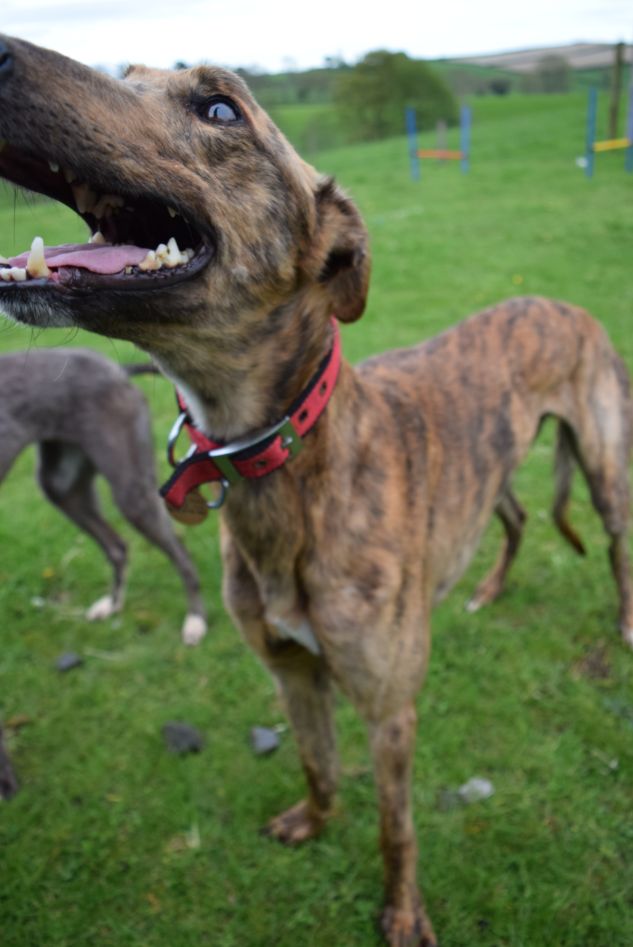 Rocker - Greyhound - Paws and People