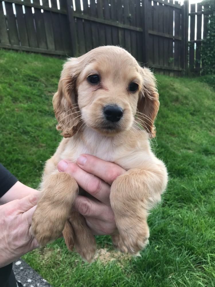 Ruby - Cocker Spaniel - Paws and People