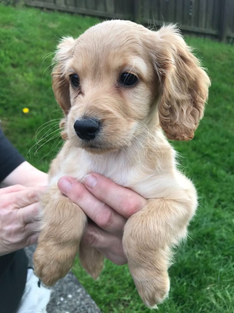 Ruby - Cocker Spaniel - Paws and People