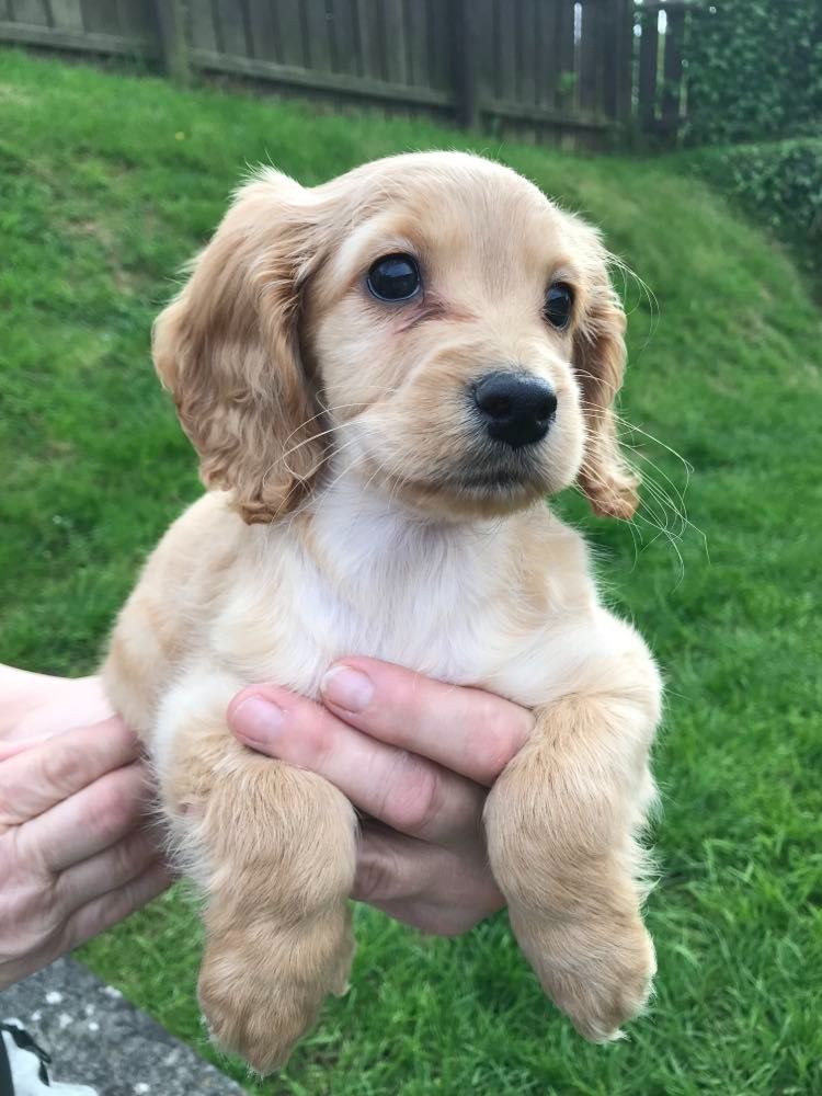 Ruby - Cocker Spaniel - Paws and People