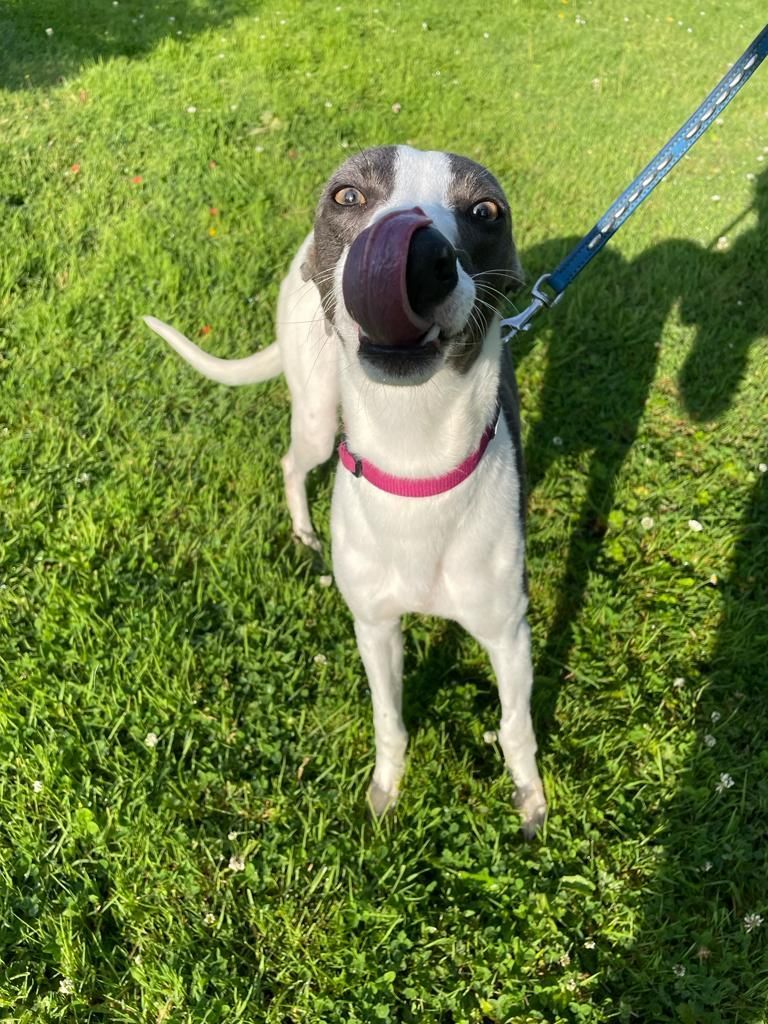 Montel - Whippet - HART - Homeless Animal Rescue Team