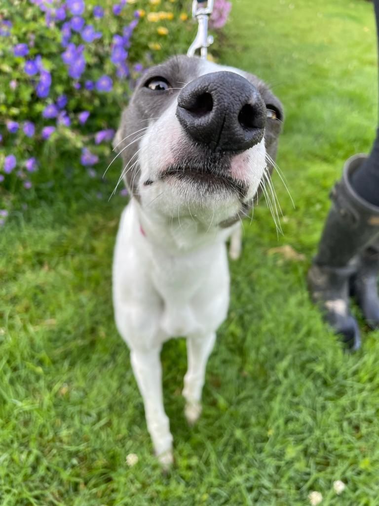 Montel - Whippet - HART - Homeless Animal Rescue Team