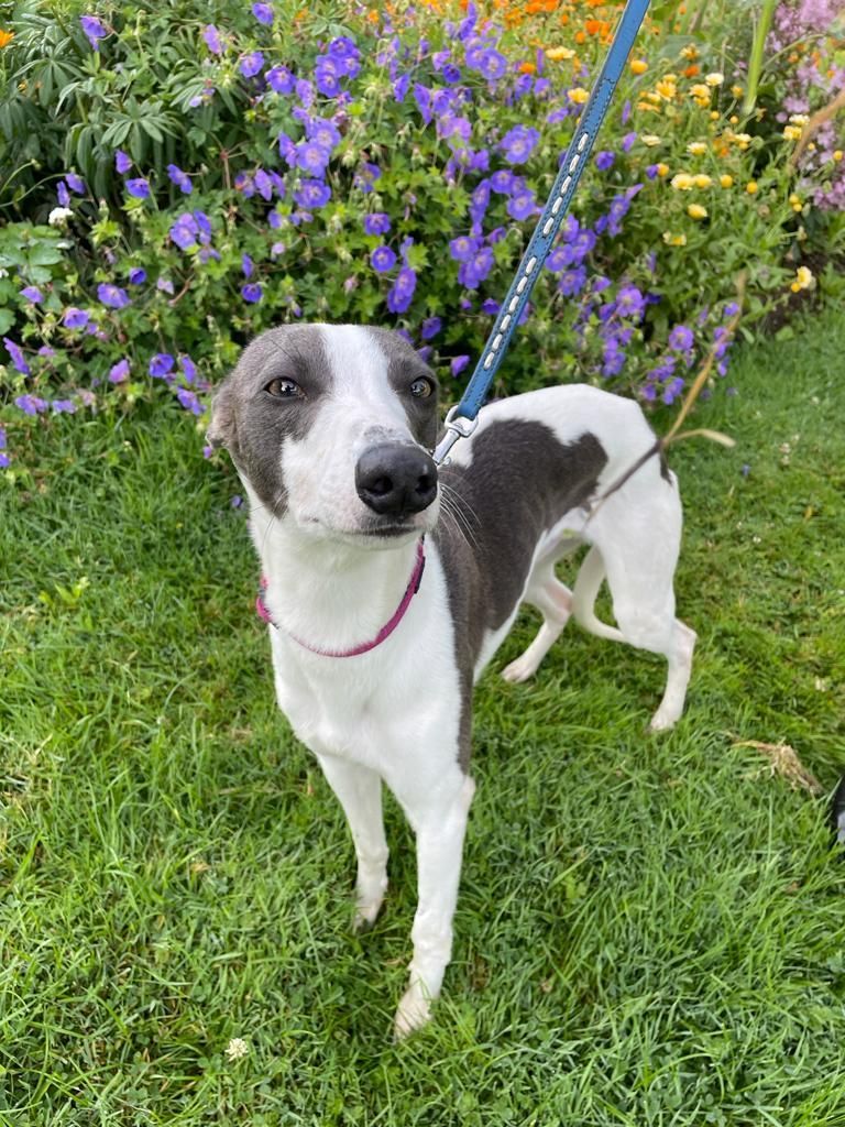 Montel - Whippet - HART - Homeless Animal Rescue Team