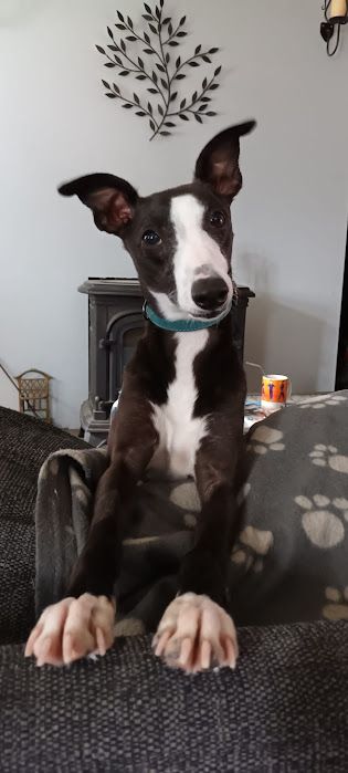 Johnny - Whippet - HART - Homeless Animal Rescue Team