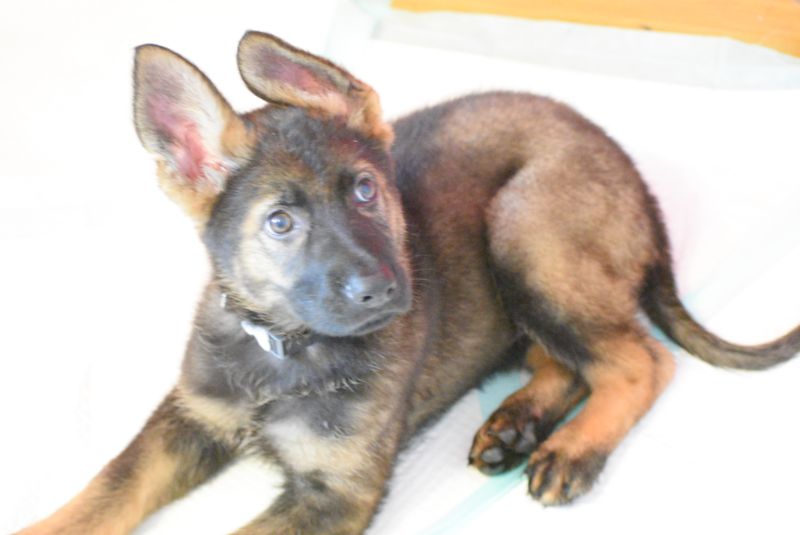 Major - German Shepherd - Paws and People