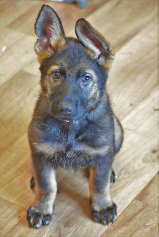 Major - German Shepherd - Paws and People