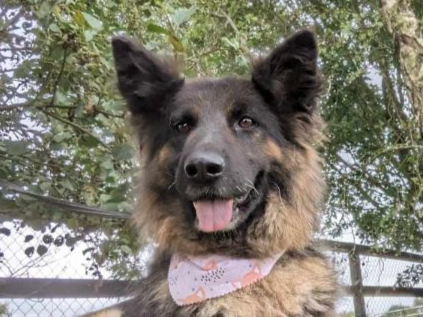 HART - Homeless Animal Rescue Team