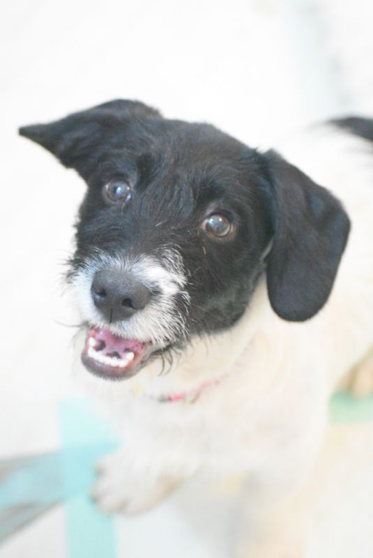 Sunny - Springer Spaniel - Paws and People