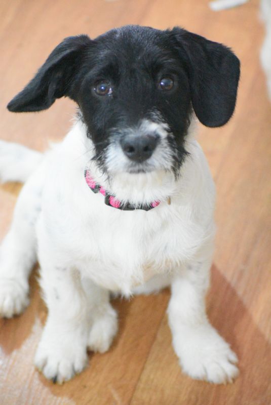 Sunny - Springer Spaniel - Paws and People