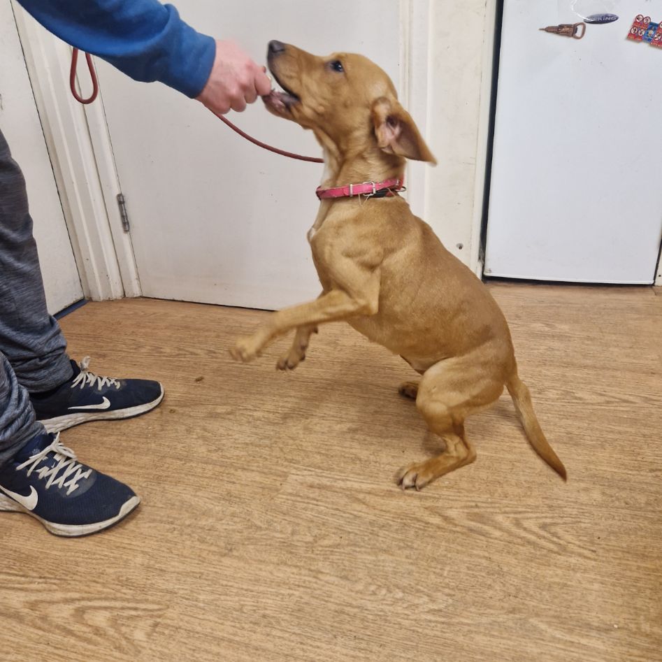 Missy - Labrador - Pet FBI Rescue