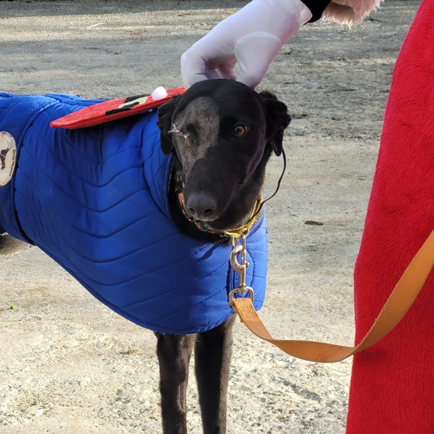 Mylee - Greyhound - HART - Homeless Animal Rescue Team