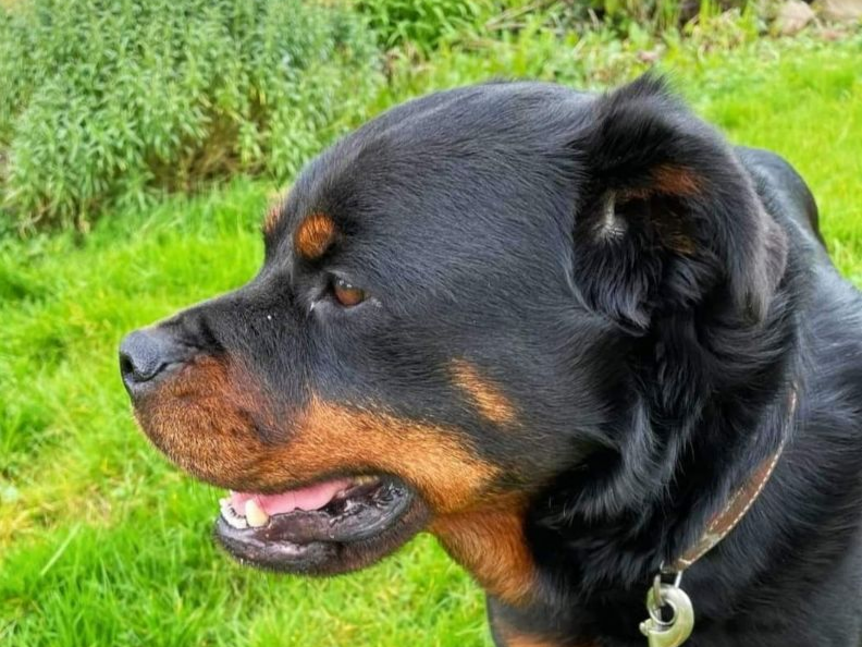 HART - Homeless Animal Rescue Team