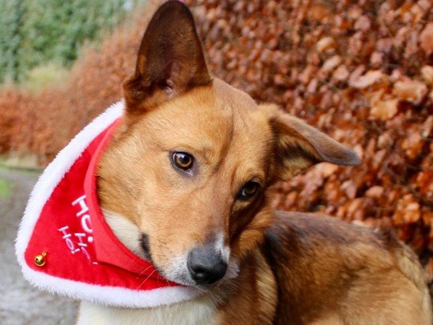 HART - Homeless Animal Rescue Team