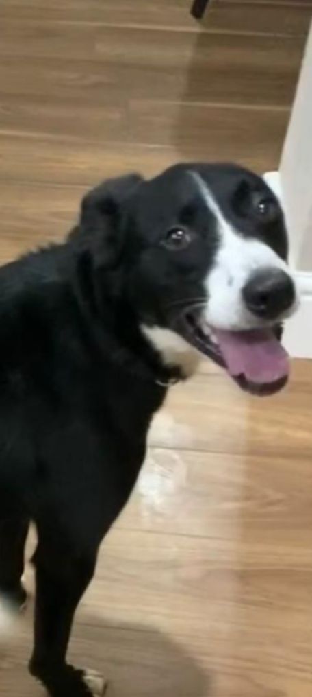 Dougie - Bernese Mountain Dog - Donegal Rescue Dogs