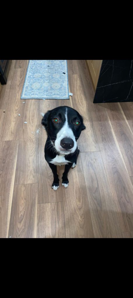 Dougie - Bernese Mountain Dog - Donegal Rescue Dogs