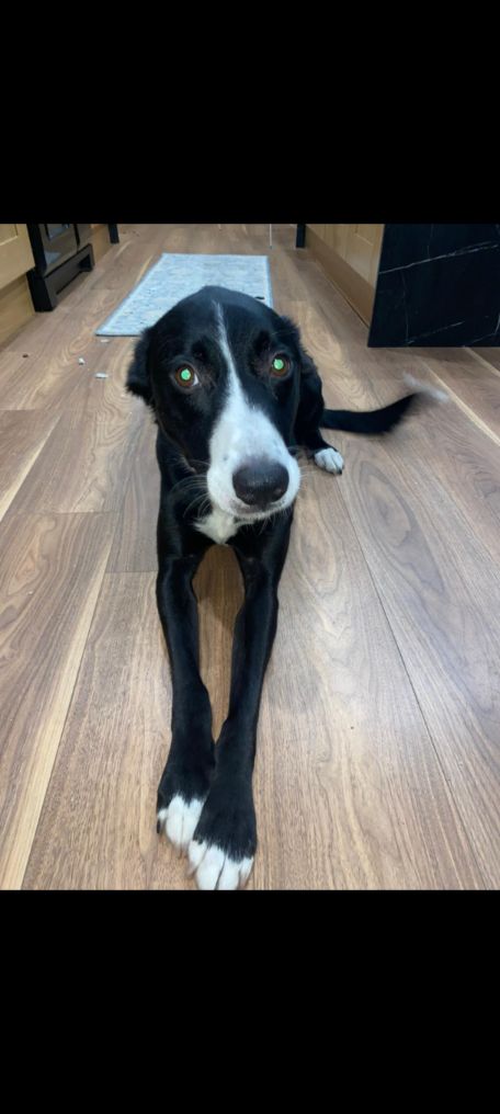 Dougie - Bernese Mountain Dog - Donegal Rescue Dogs