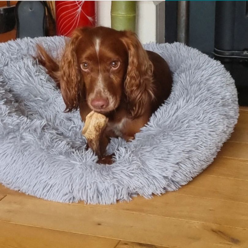 Cooper - Cocker Spaniel - Animal Connexions Rescue & Rehoming