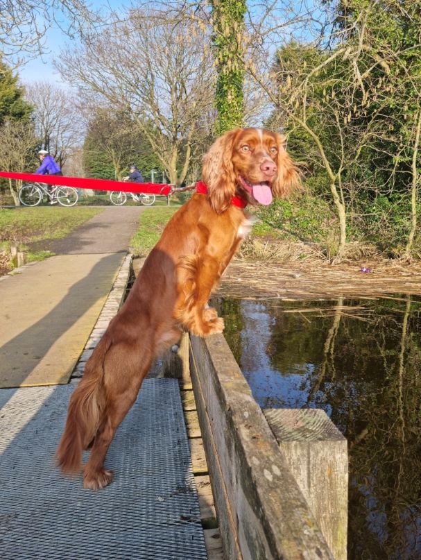 Cooper - Cocker Spaniel - Animal Connexions Rescue & Rehoming