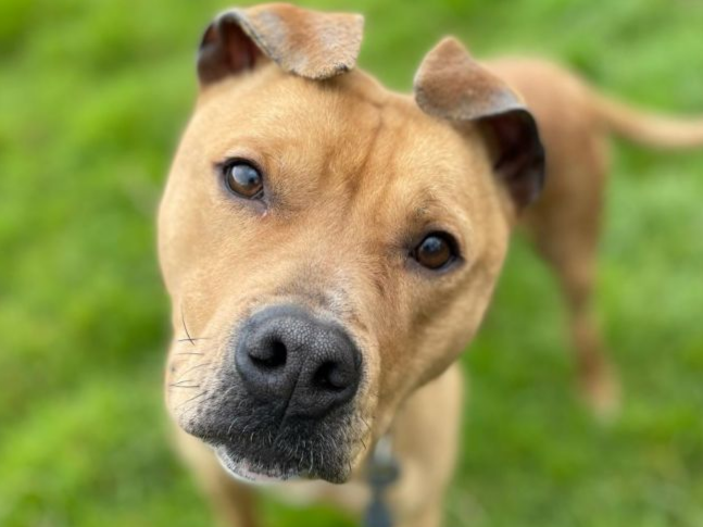 HART - Homeless Animal Rescue Team