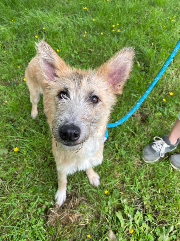 Bailey - Lurcher - Husky Salvation