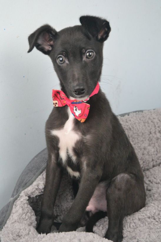 Brian - Collie - Paws and People