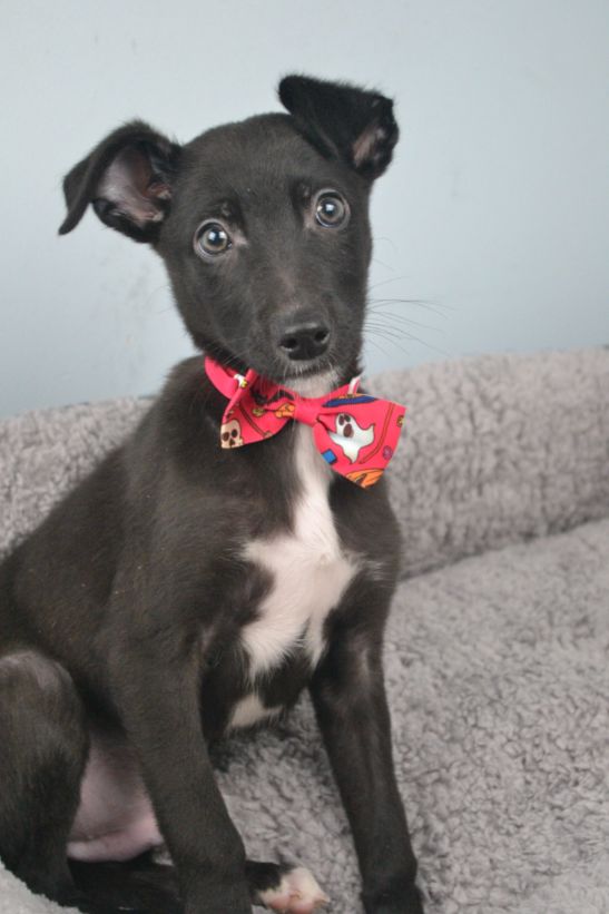 Brian - Collie - Paws and People