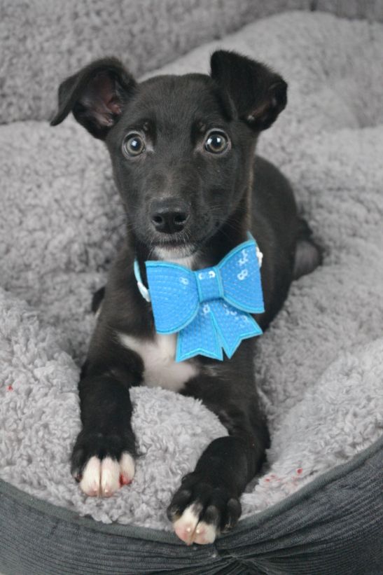 Brian - Collie - Paws and People